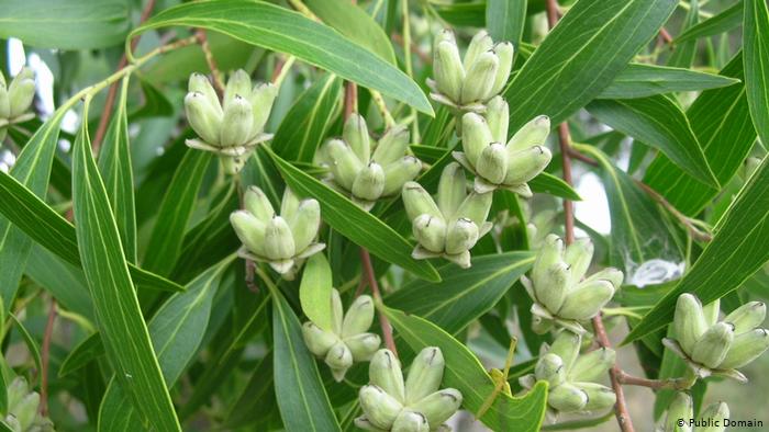 Árvore chilena é aposta de vacina contra covid-19 - Por Falar em Saúde